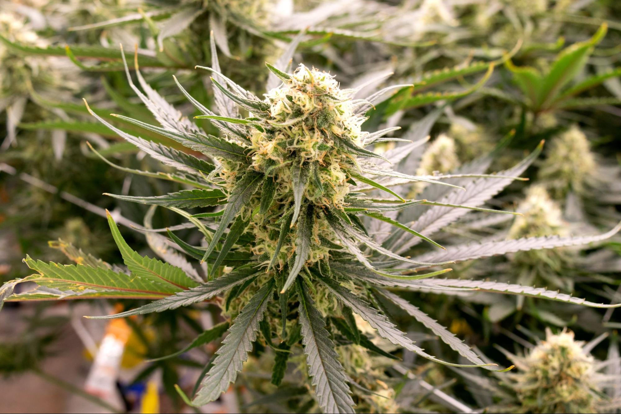 Cannabis Growing 201 - Sunday March 16th, 1:00pm - 2:00pm | Life is ...