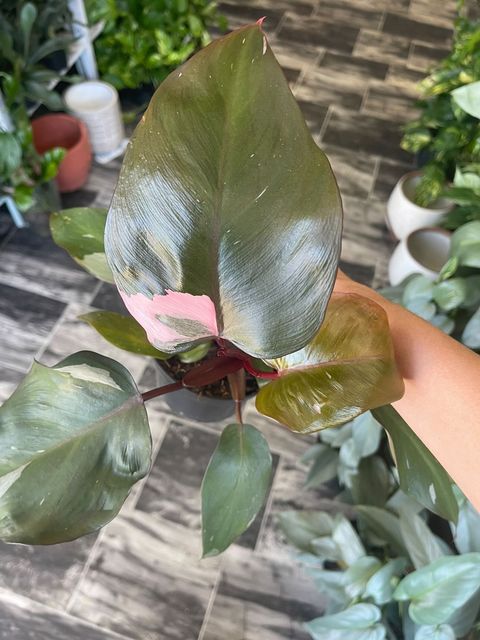 Philodendron Pink Princess | Life is Succulent