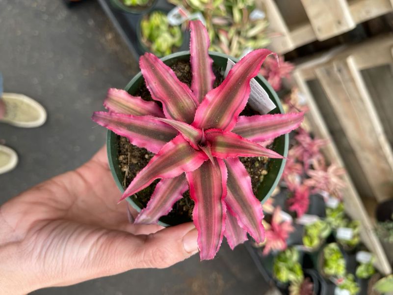 Bromeliad Cryptanthus "Ruby Red" | Life is Succulent