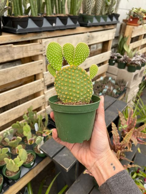 Cactus Opuntia Microdasys (Mickey Mouse Cactus) | Life is Succulent